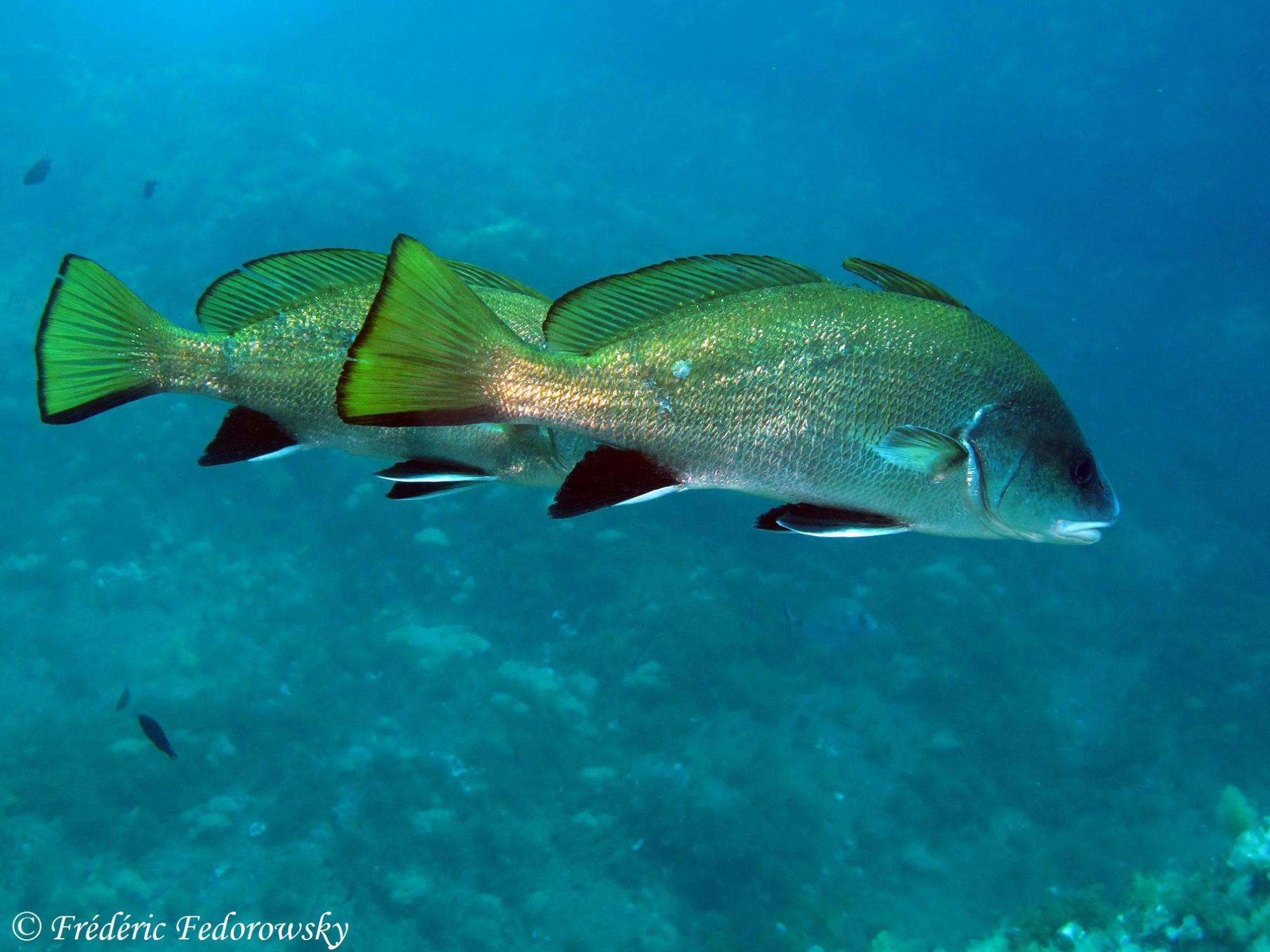 Opération « Des espèces qui comptent ! » : un bilan positif | Parc ...