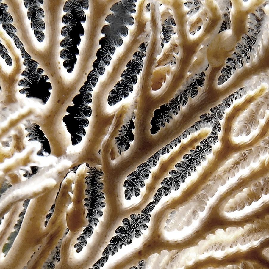 Le voile enfin levé sur une mystérieuse espèce de Méditerranée | Parc ...