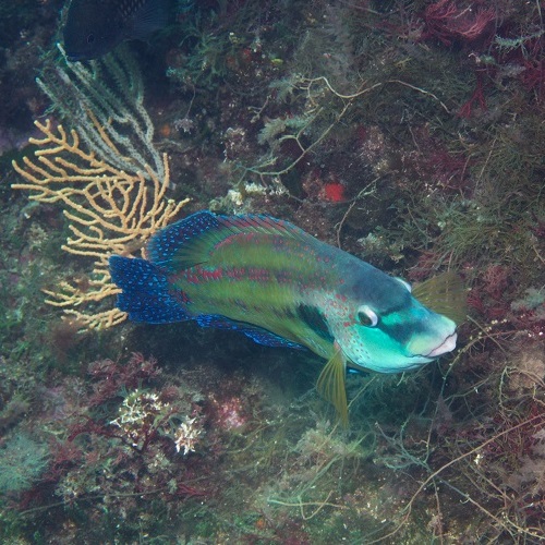 Faune marine | Parc national des Calanques