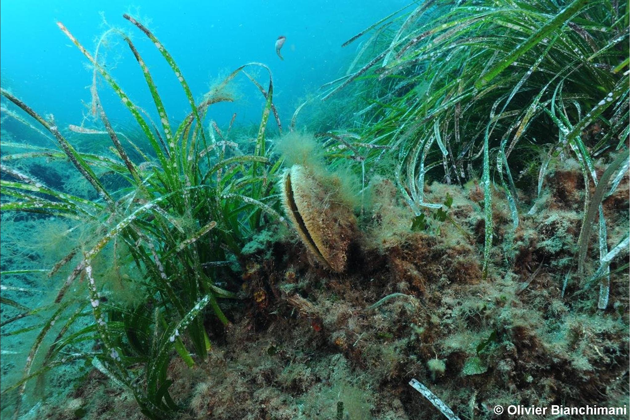 Faune marine | Parc national des Calanques